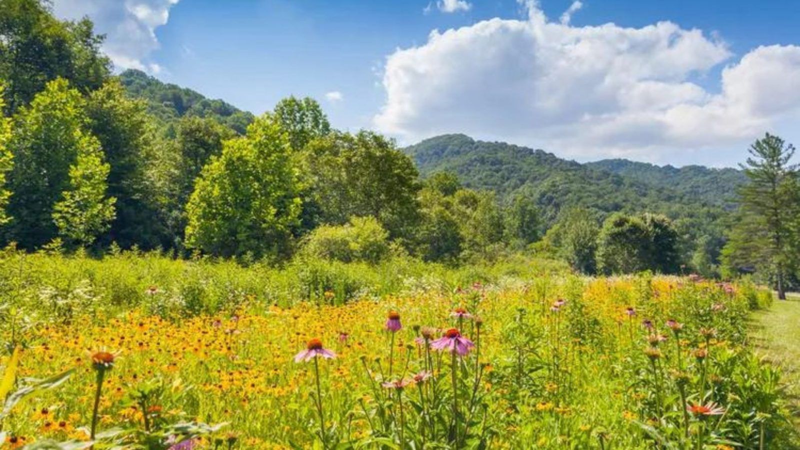 This Valley in Great Smoky Mountains National Park Is Filled With Flowers