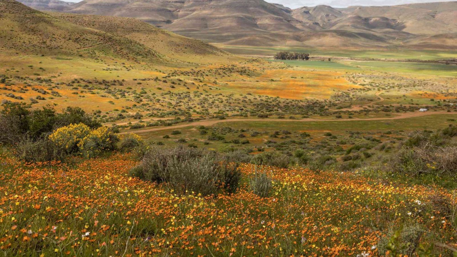 The Super Bloom In South Africa Has Amazing Wildflower Views