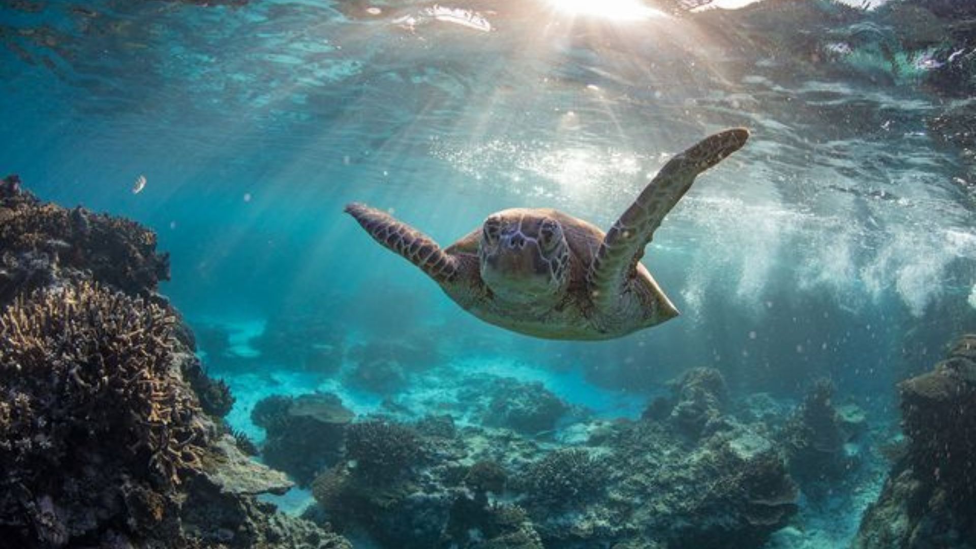 19 Destinations With the Best Scuba Diving in the World