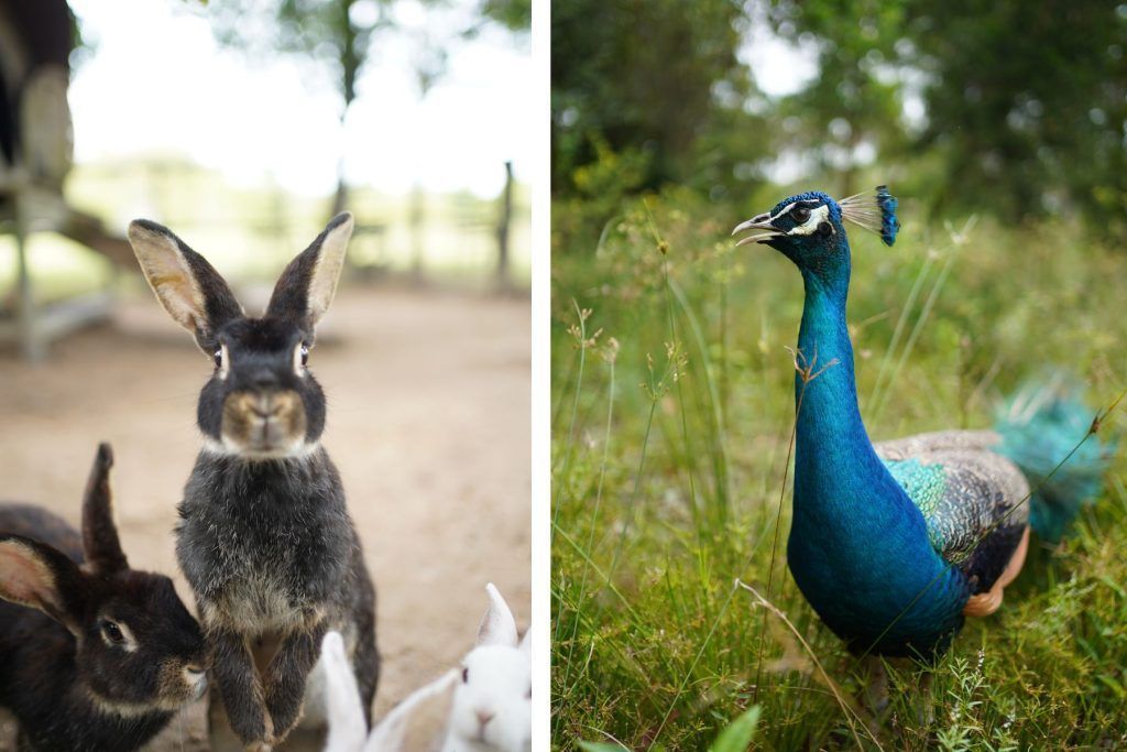 The Residence by Cenizaro Commits to Sustainability Through Unique ...