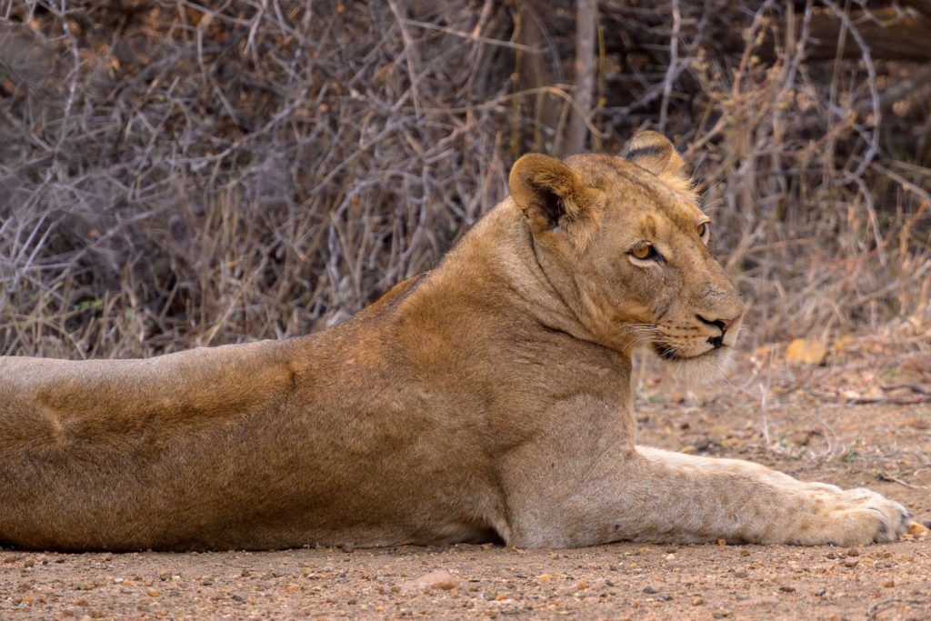 How This Family Found Heart and Home on Safari