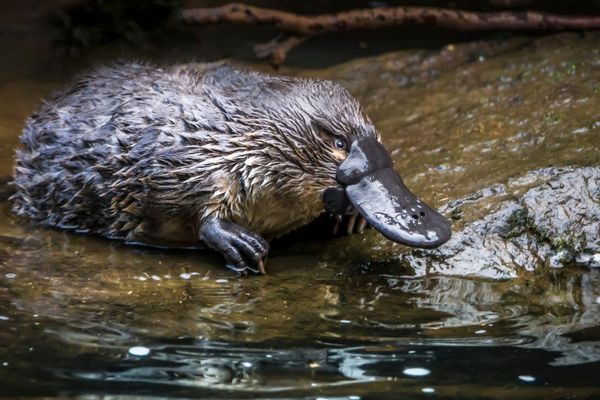 Ignore Those Aussies Who Say You Can’t Spot a Platypus in the Wild
