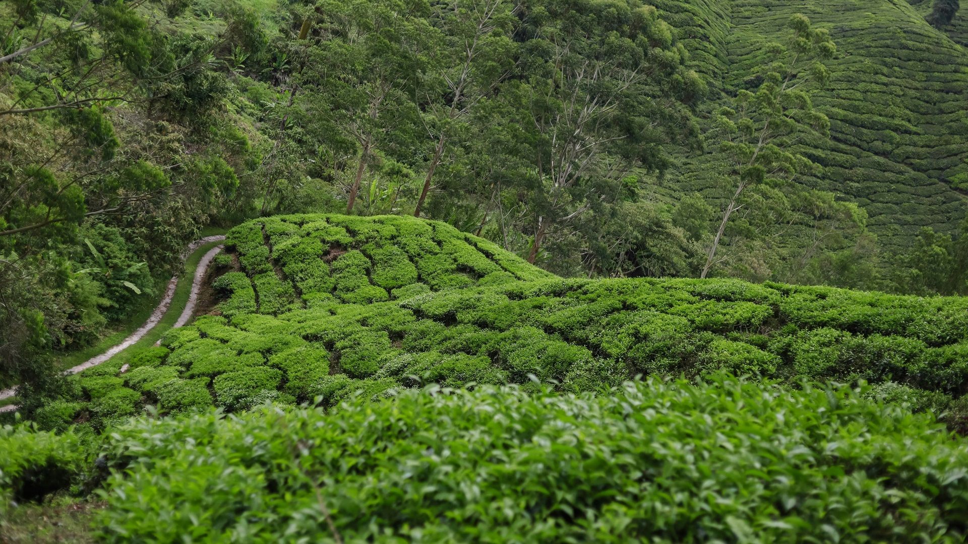 Cameron Highlands: The Ultimate Guide You Need Right Now [2024]