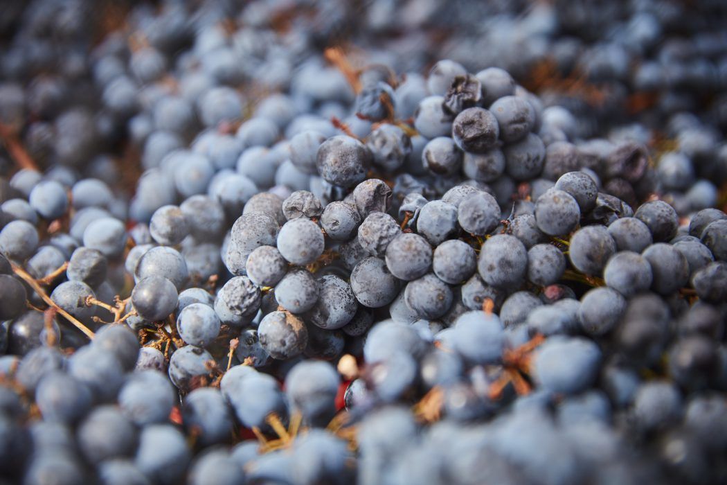 Some of Australia’s Best Wine Is Surfing the Organic Wave