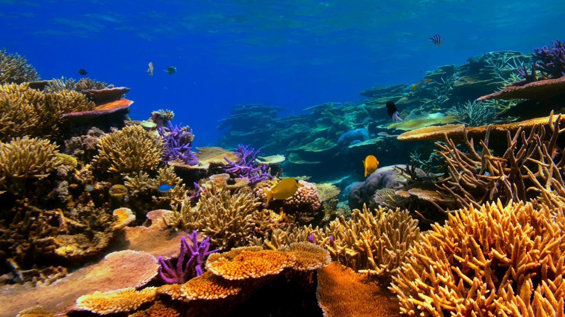 Coral Reef Beaches: Dive Into India’s Underwater Utopia