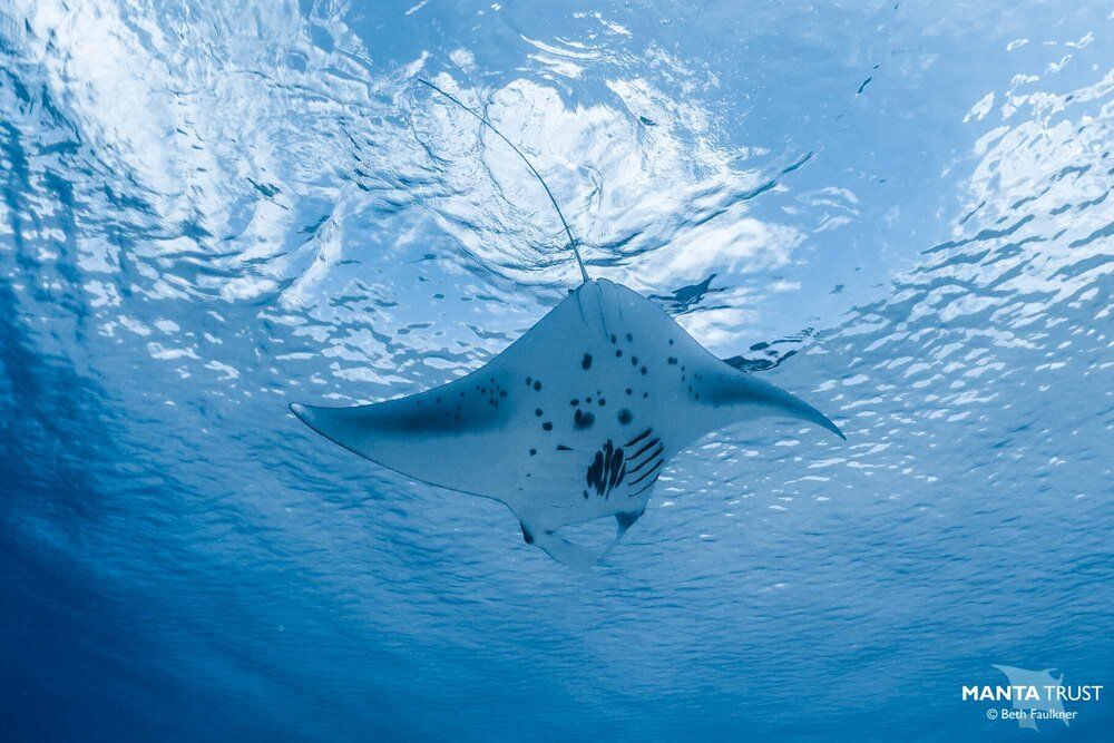 This Resort Has Manta Rays on Speed Dial