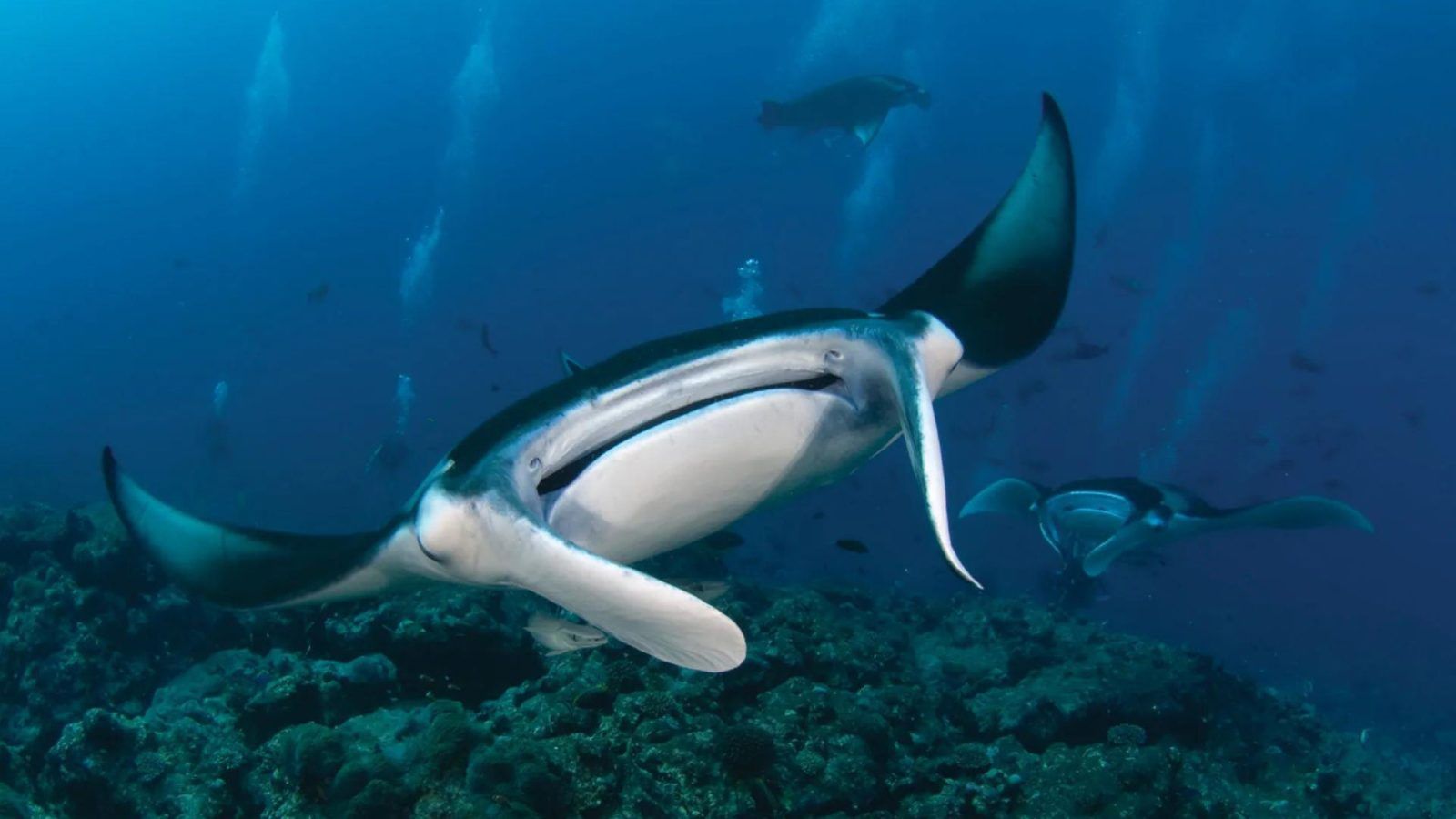This Resort Has Manta Rays on Speed Dial