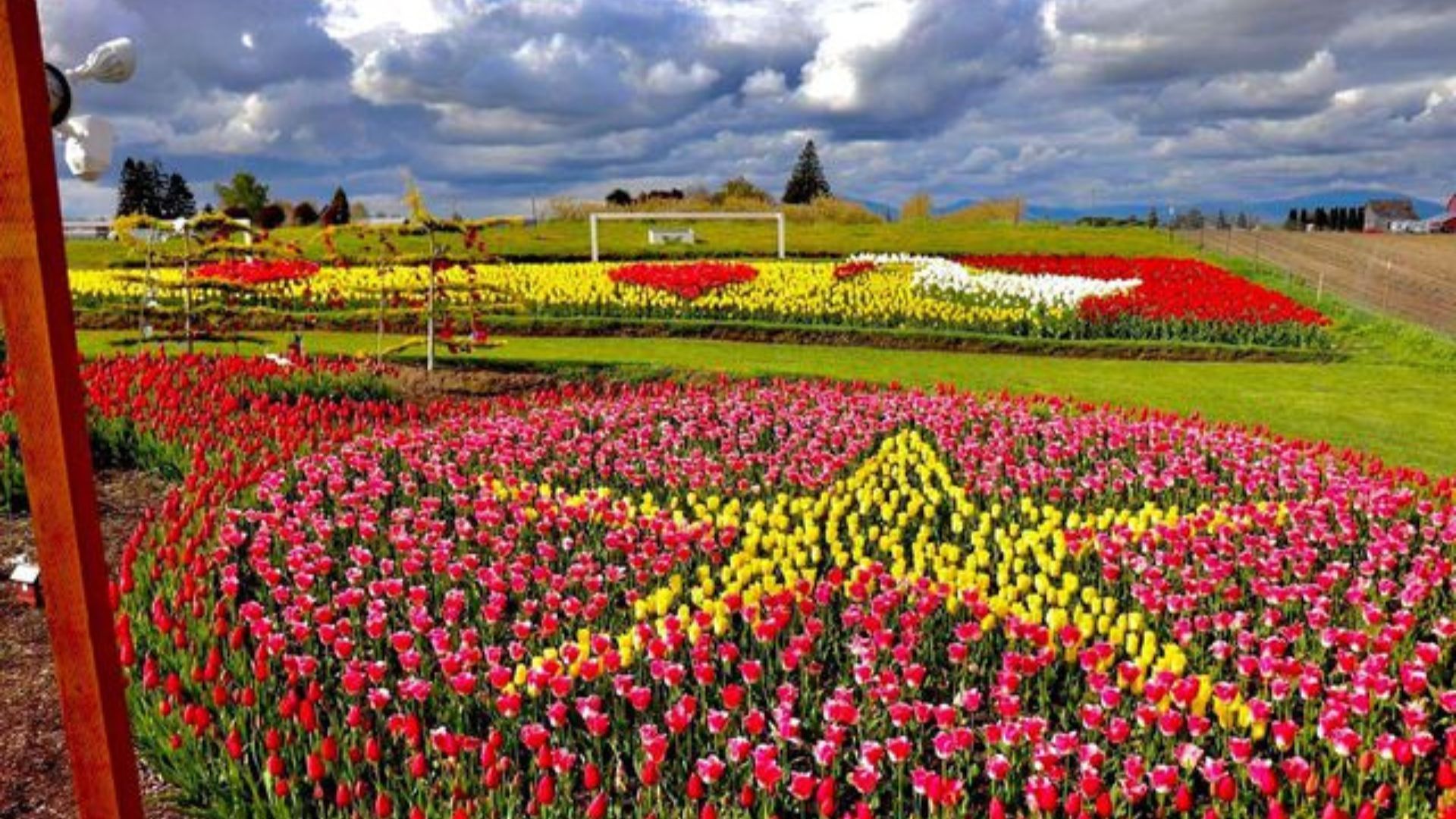 Skagit Valley Hosts The Largest Tulip Festival In The US