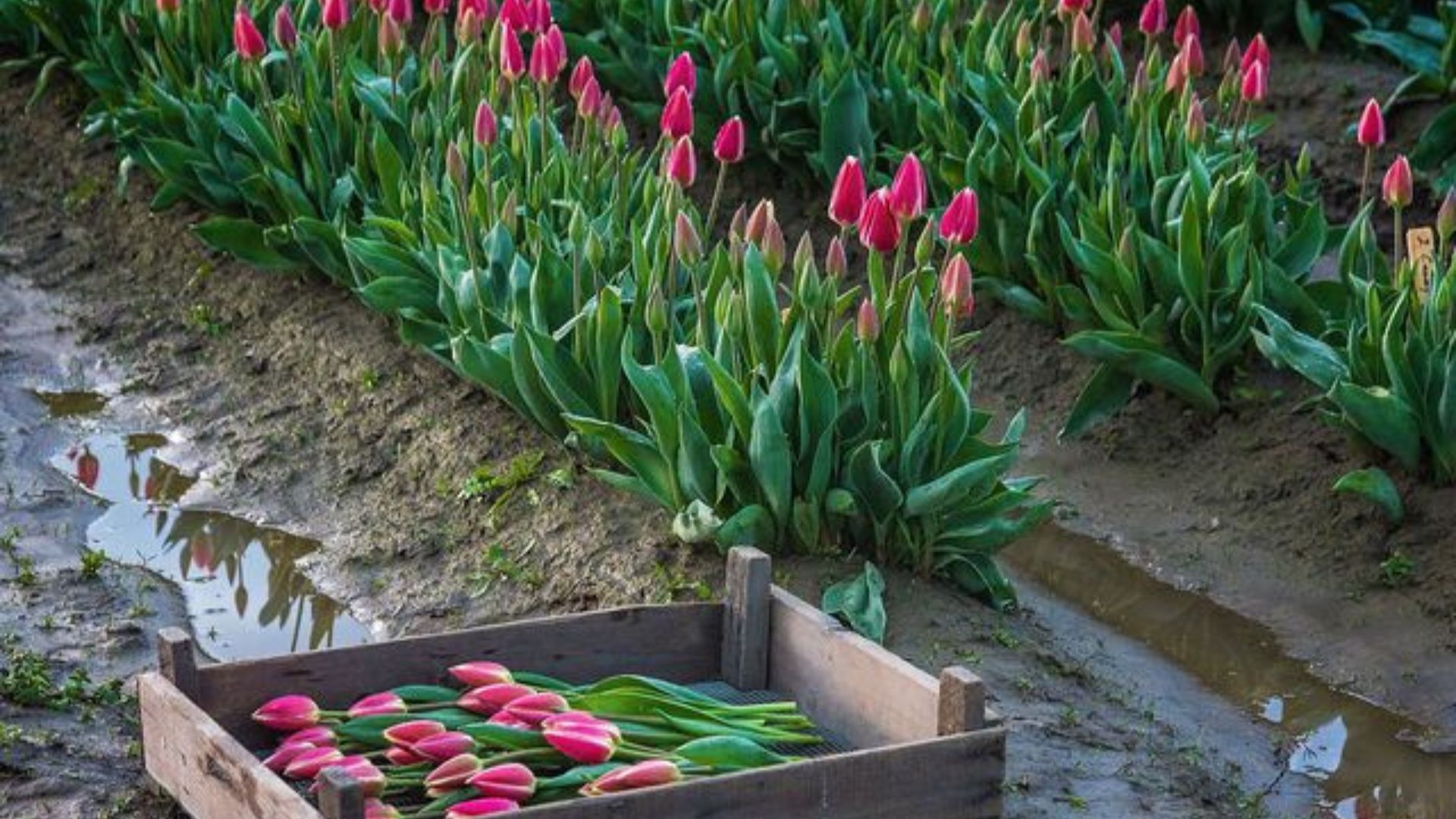 Skagit Valley Hosts The Largest Tulip Festival In The US