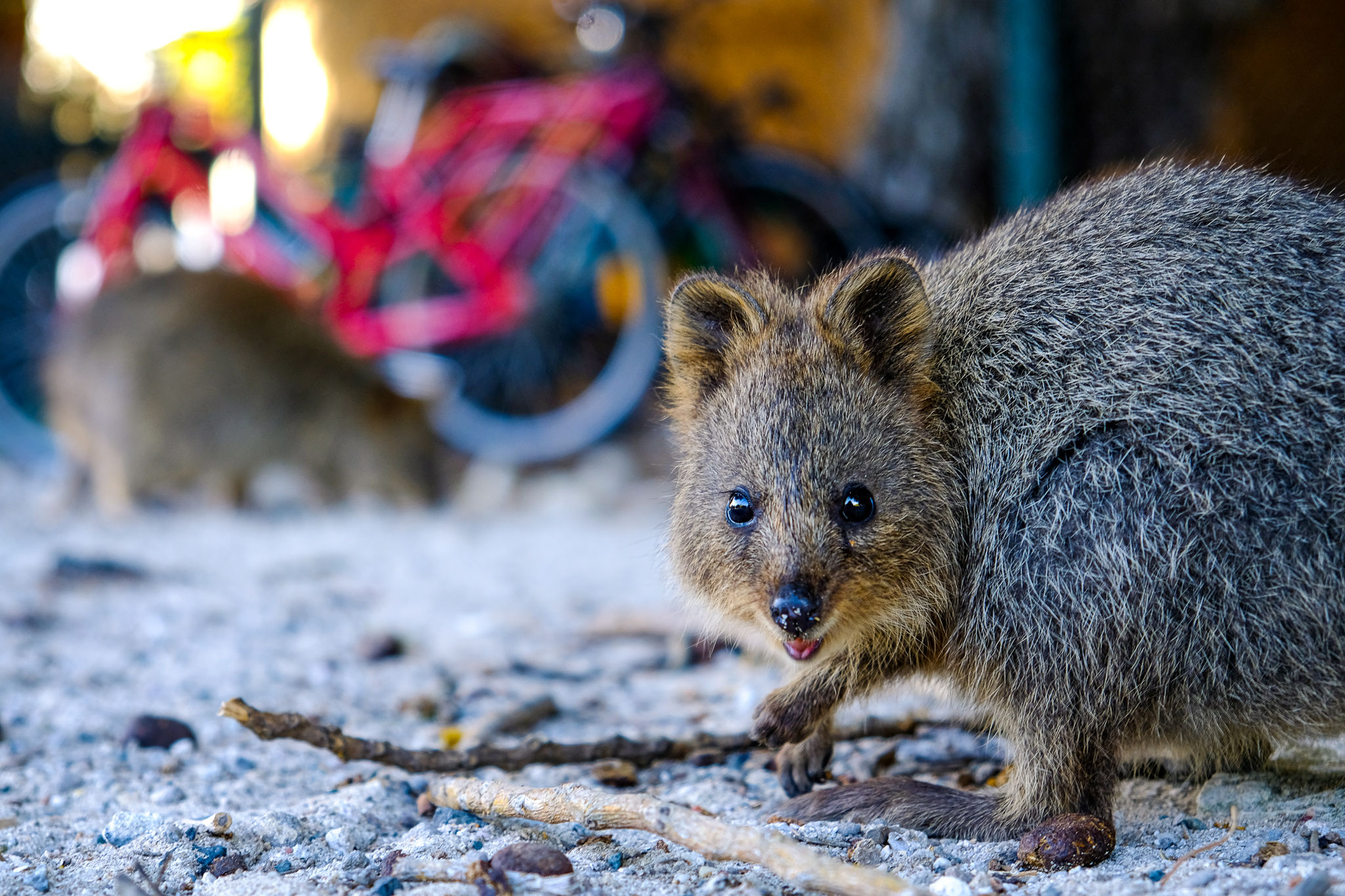 24 Hour Guide: Must-Do Activities on Rottnest Island, Australia