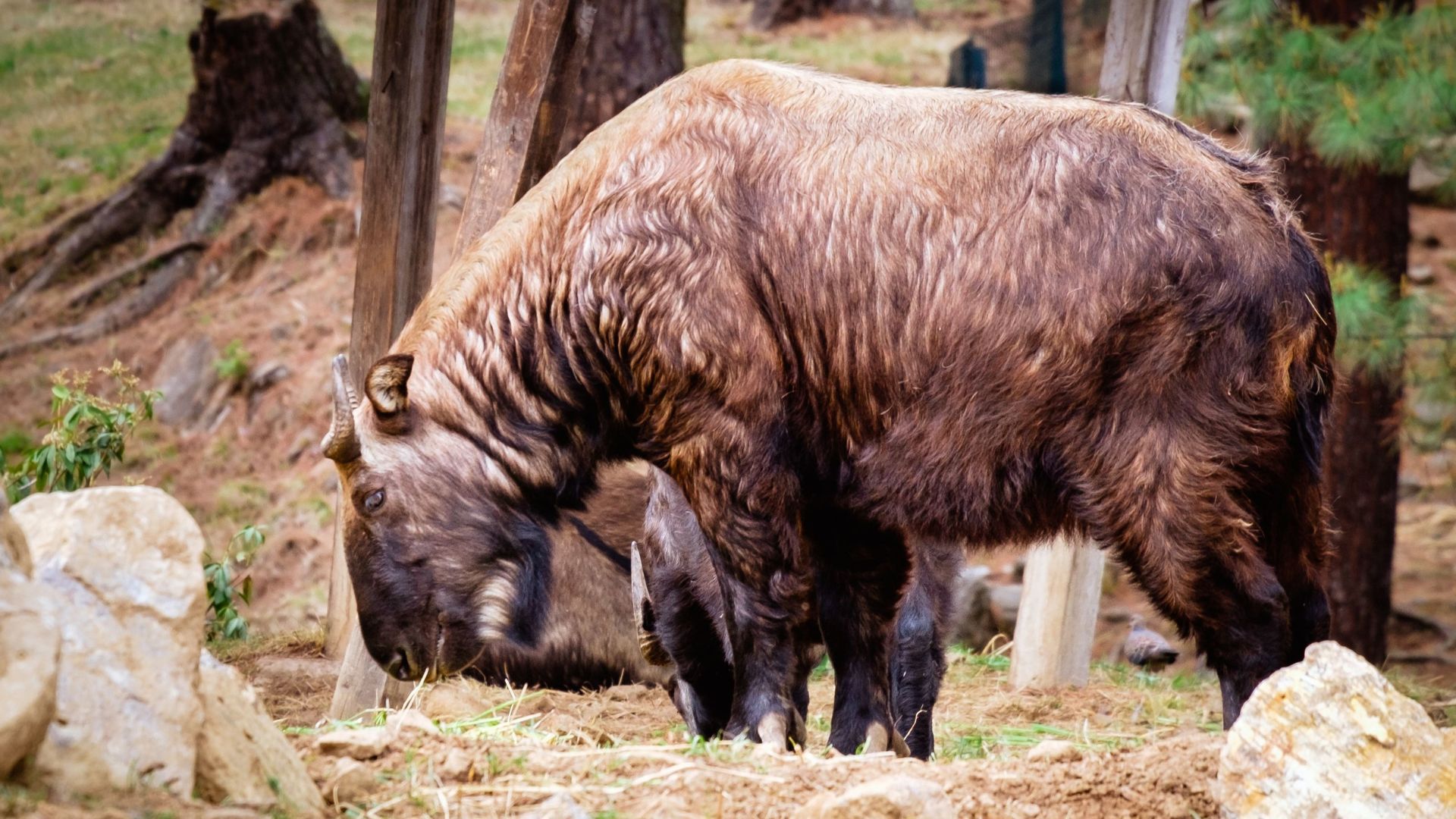 Bhutan Itinerary: 10 Days Plan To Explore "The Land of the Thunder ...