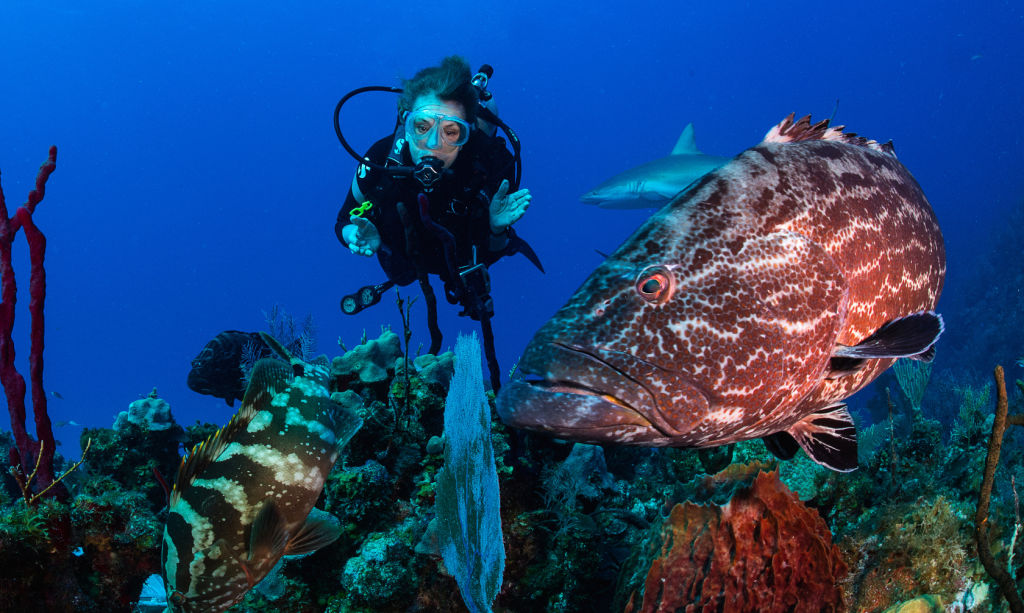 Oceanographer Sylvia Earle Says There is Still Time to Save the Planet