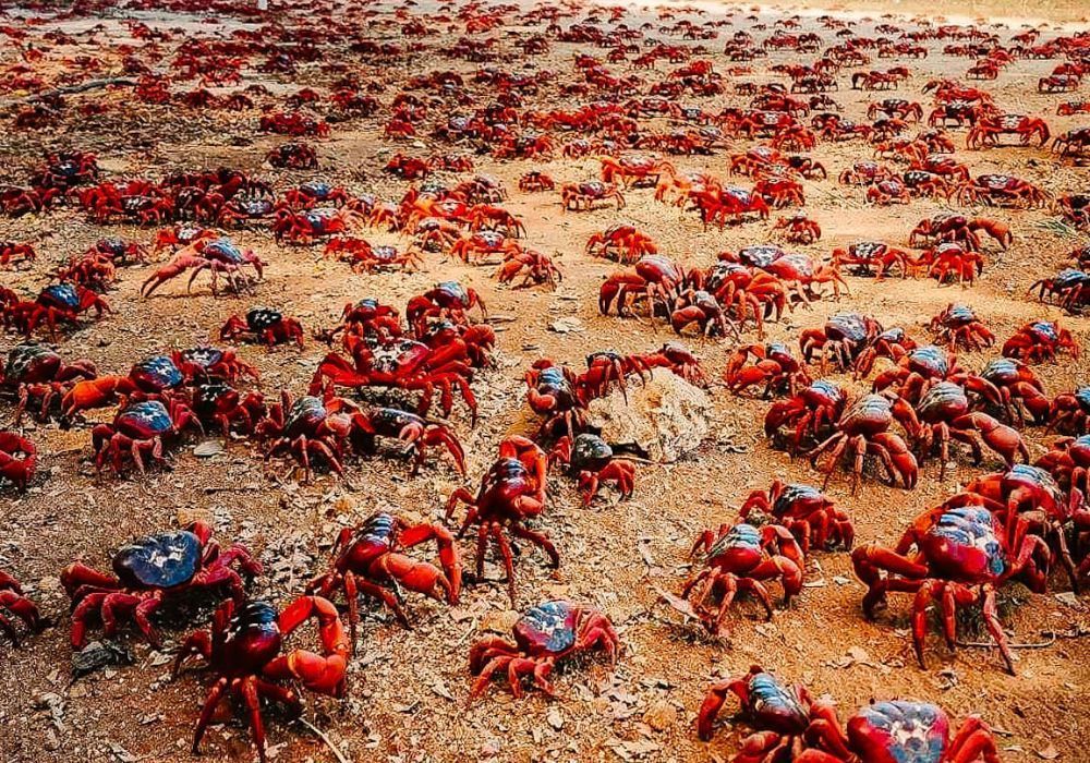 Christmas Island: Explore This Australian Paradise Of Unmatched Nature