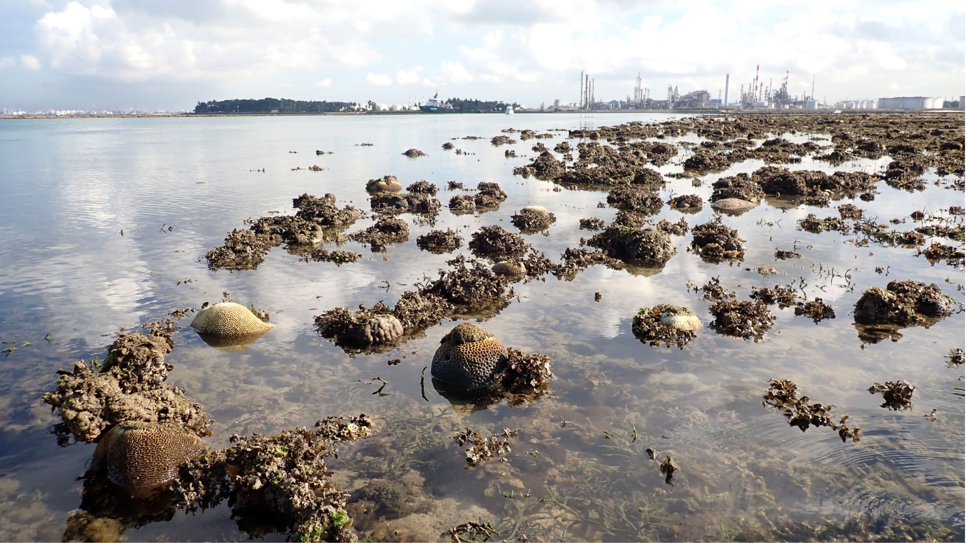 Semakau Island: A Secret Sanctuary That Went From Trash To Treasure