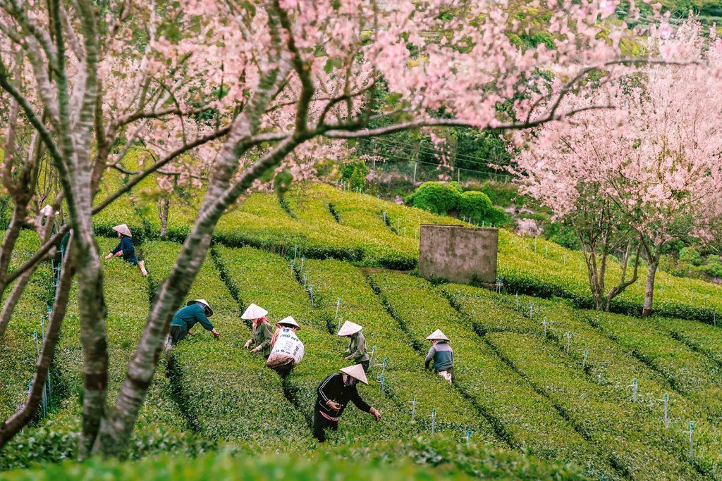 Da Lat – Viet Nam, The World’s Newest Wellness Destination, a Poem ...