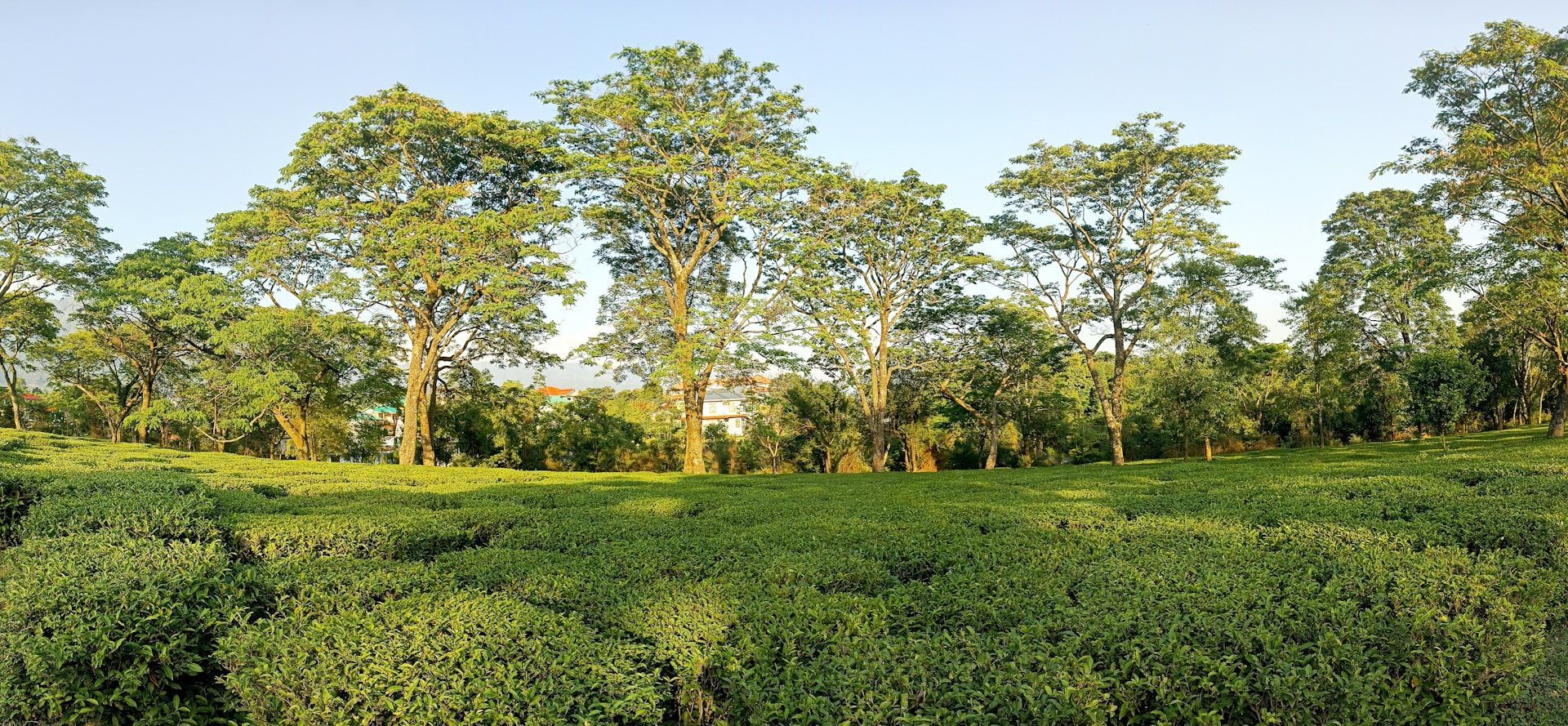 Tourist Places In Palampur: Uncover North India’s Charming Tea Capital