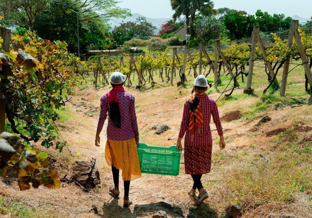 A Wine Lover's Guide To Nashik, 'India's Napa Valley'