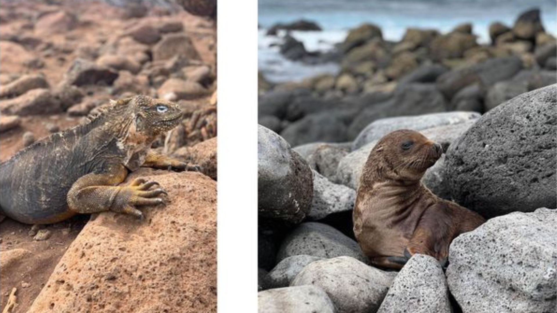 The Superyacht Sailing The Galápagos Will Have 48 Passengers Only