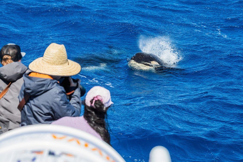 Why Your Soul Will Thank You After a Deep Dive With Whales