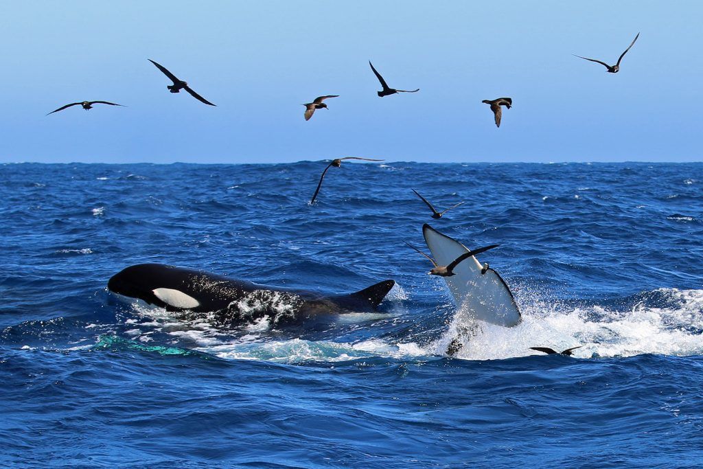 Why Your Soul Will Thank You After a Deep Dive With Whales