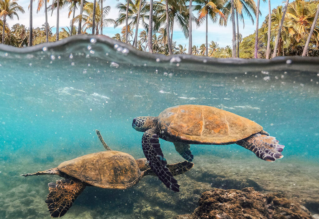 15 Best Travel Experiences for Kids in Hawaii