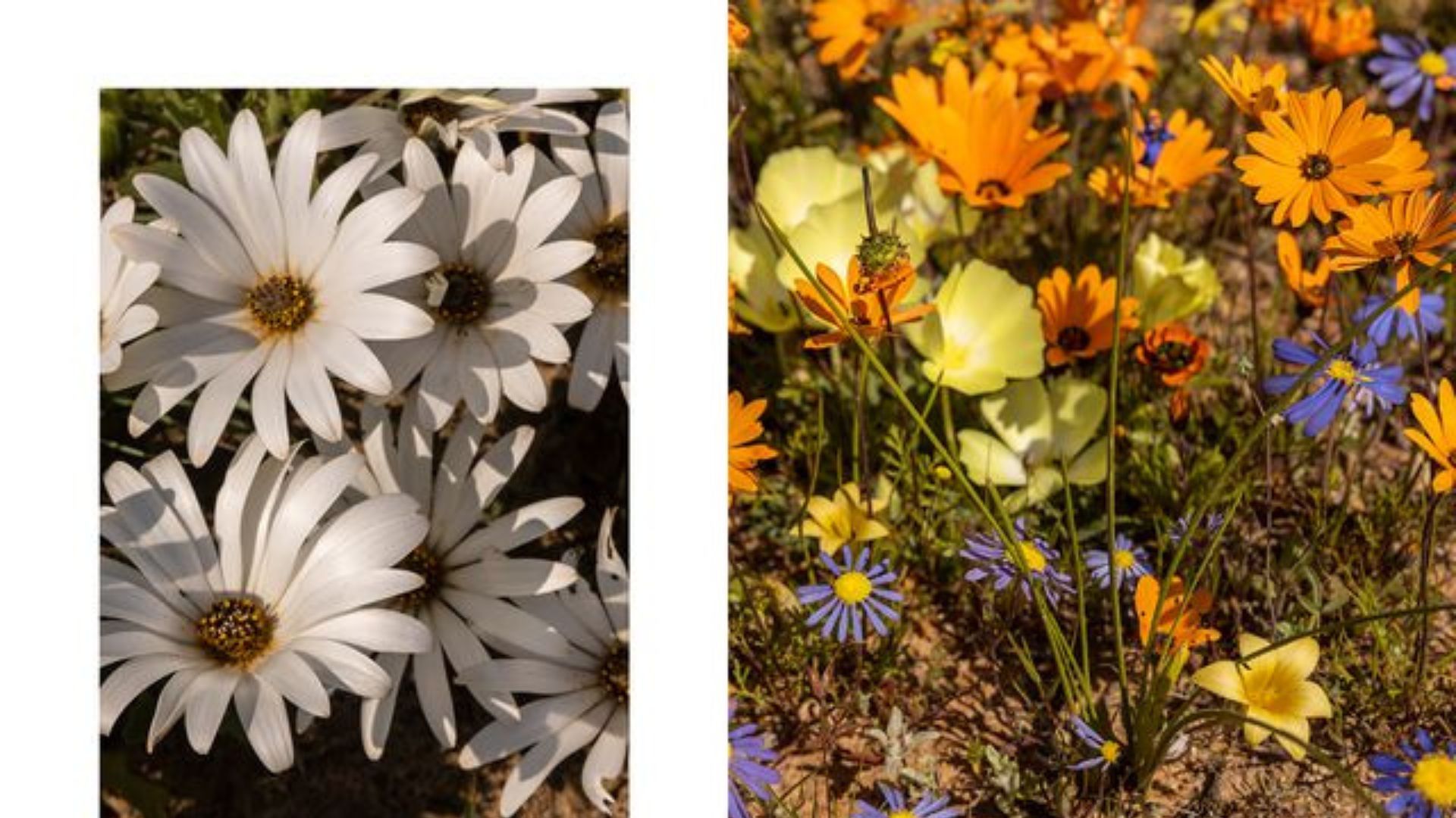 The Super Bloom In South Africa Has Amazing Wildflower Views