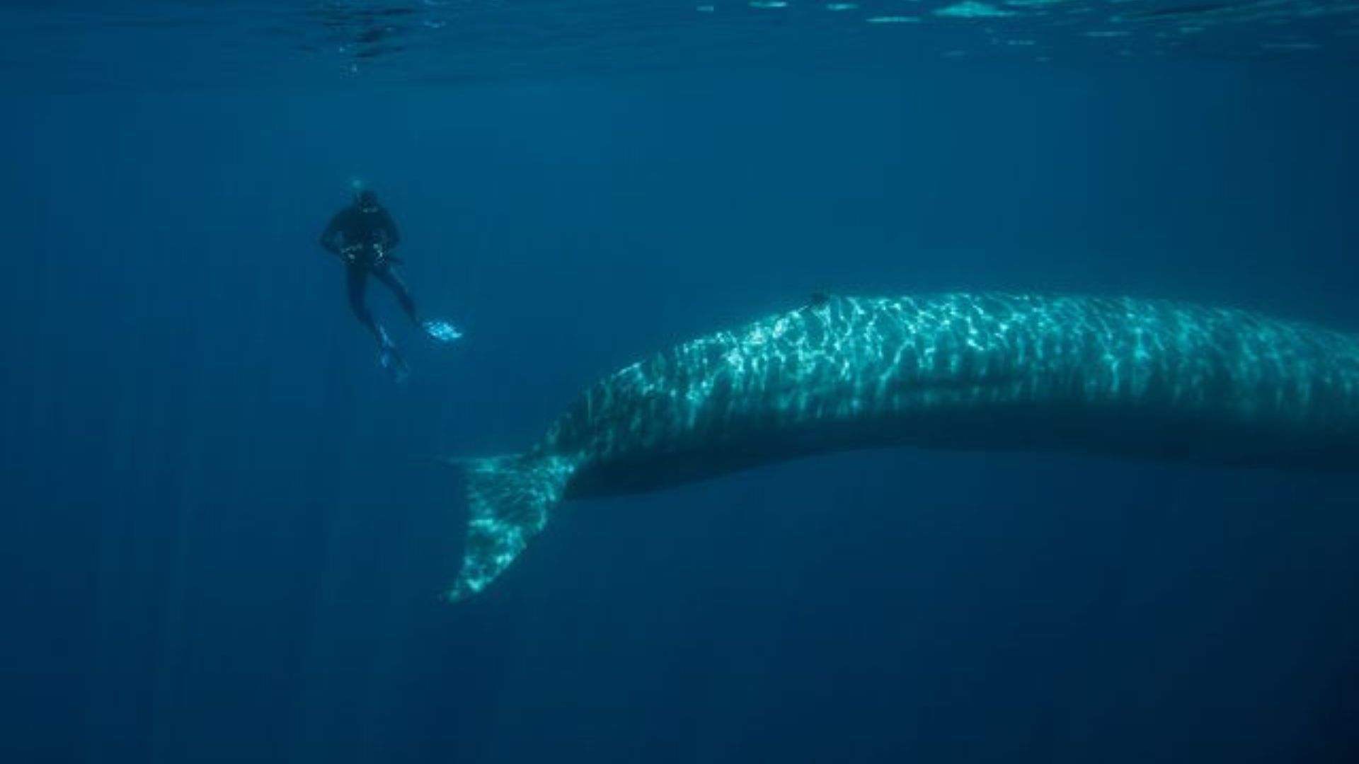 These Destinations Offer The Best Scuba Diving In Ihe World