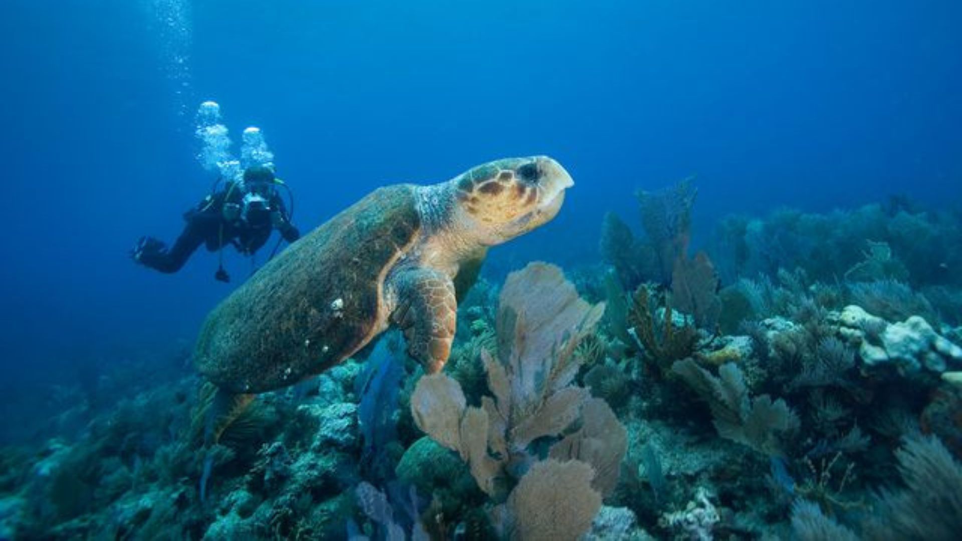 These Destinations Offer The Best Scuba Diving In Ihe World