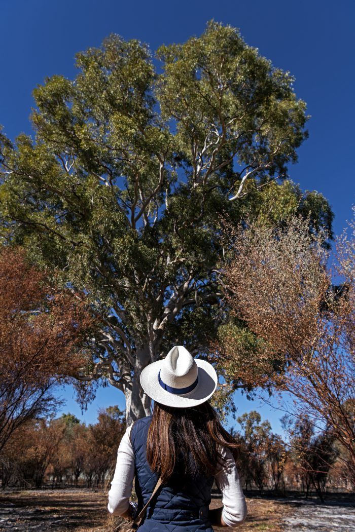 This Luxury Train in Australia Deserves Dream-trip Status