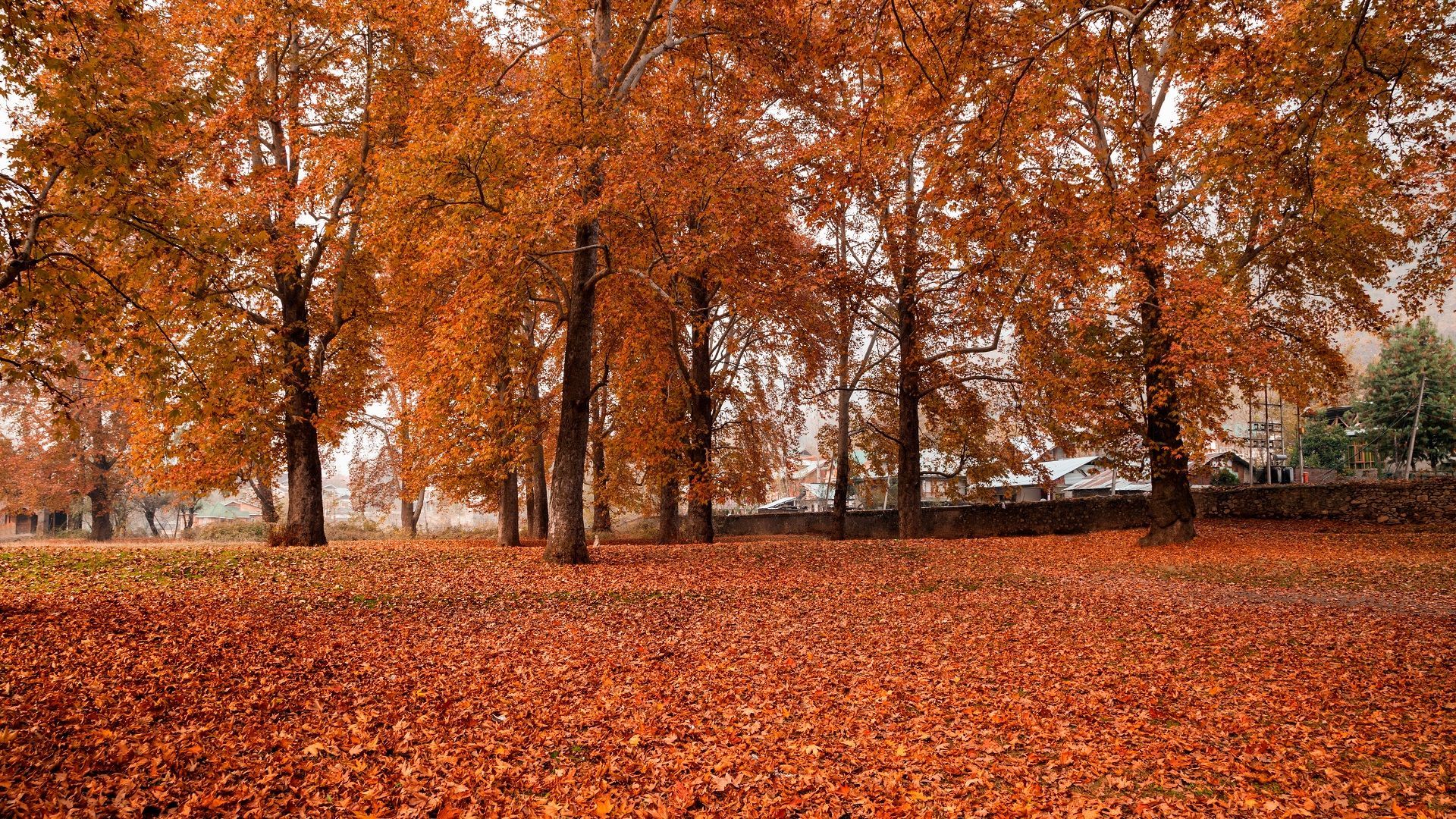 Best Places To Witness Fall Foliage Across Asia