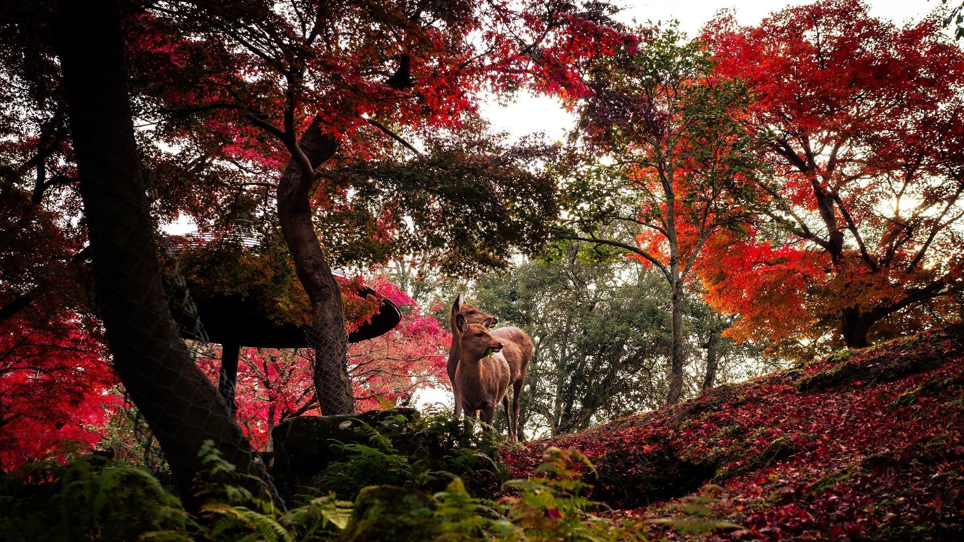 Best Places To Witness Fall Foliage Across Asia