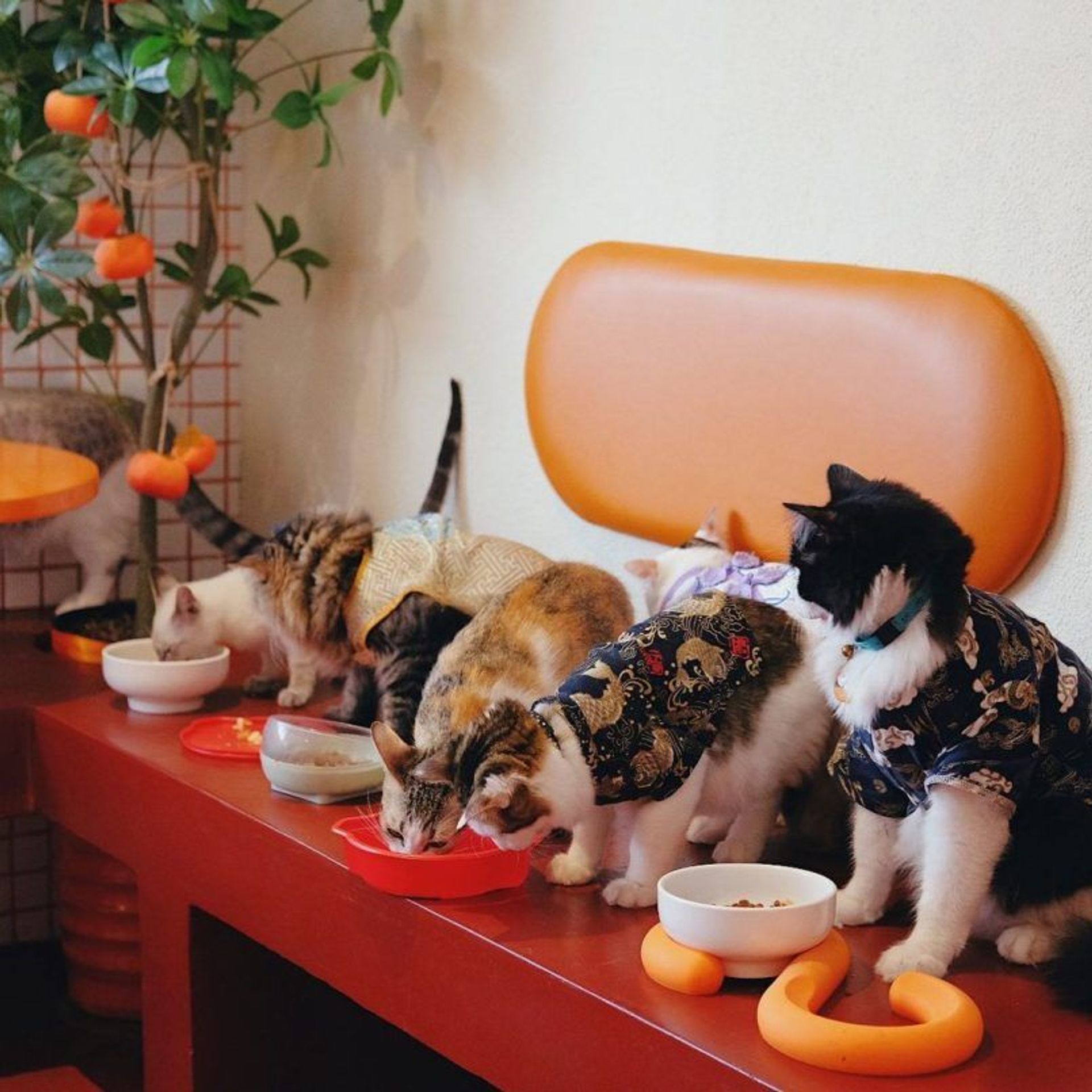 The Best Cat Cafes In KL For Good Food And The Cutest Cats Today