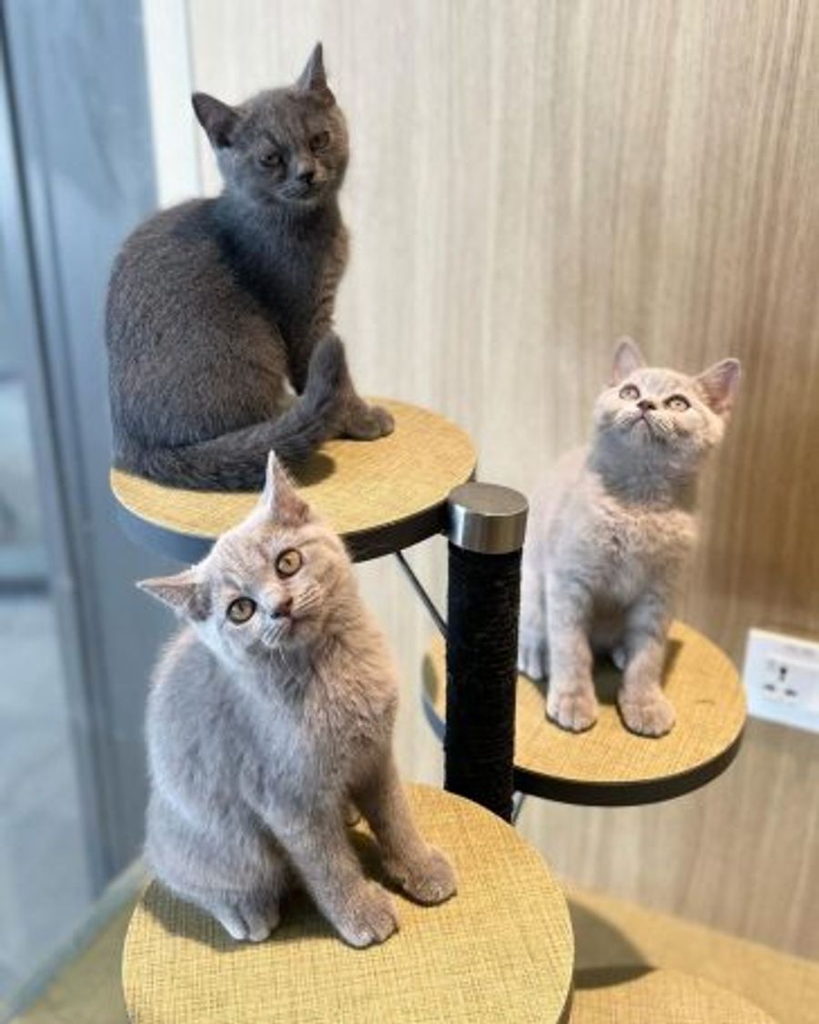 The Best Cat Cafes In KL For Good Food And The Cutest Cats Today