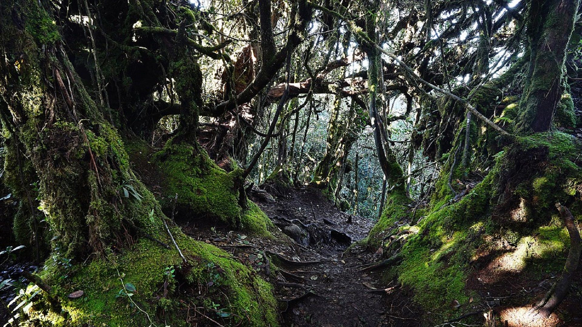 Cameron Highlands: The Ultimate Guide You Need Right Now [2024]