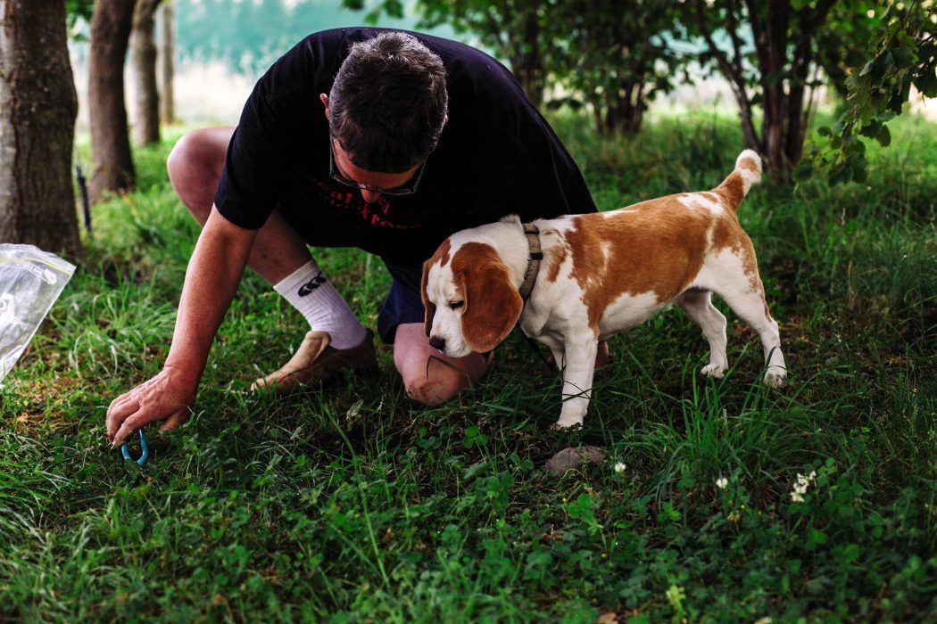 Yes, You Can Go Truffle Hunting in Asia-Pacific. Here’s Where and When