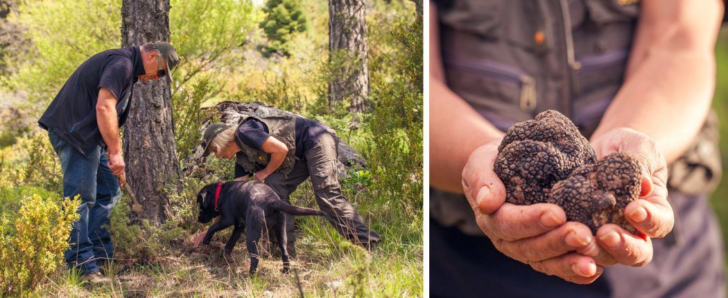 Yes, You Can Go Truffle Hunting in Asia-Pacific. Here’s Where and When