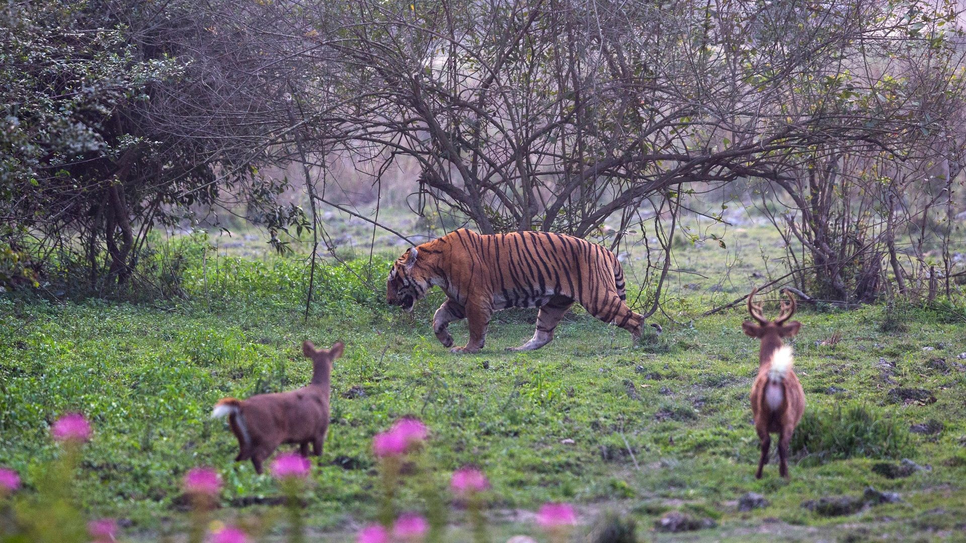 Study Reveals The World's Best Wildlife Photography Destinations