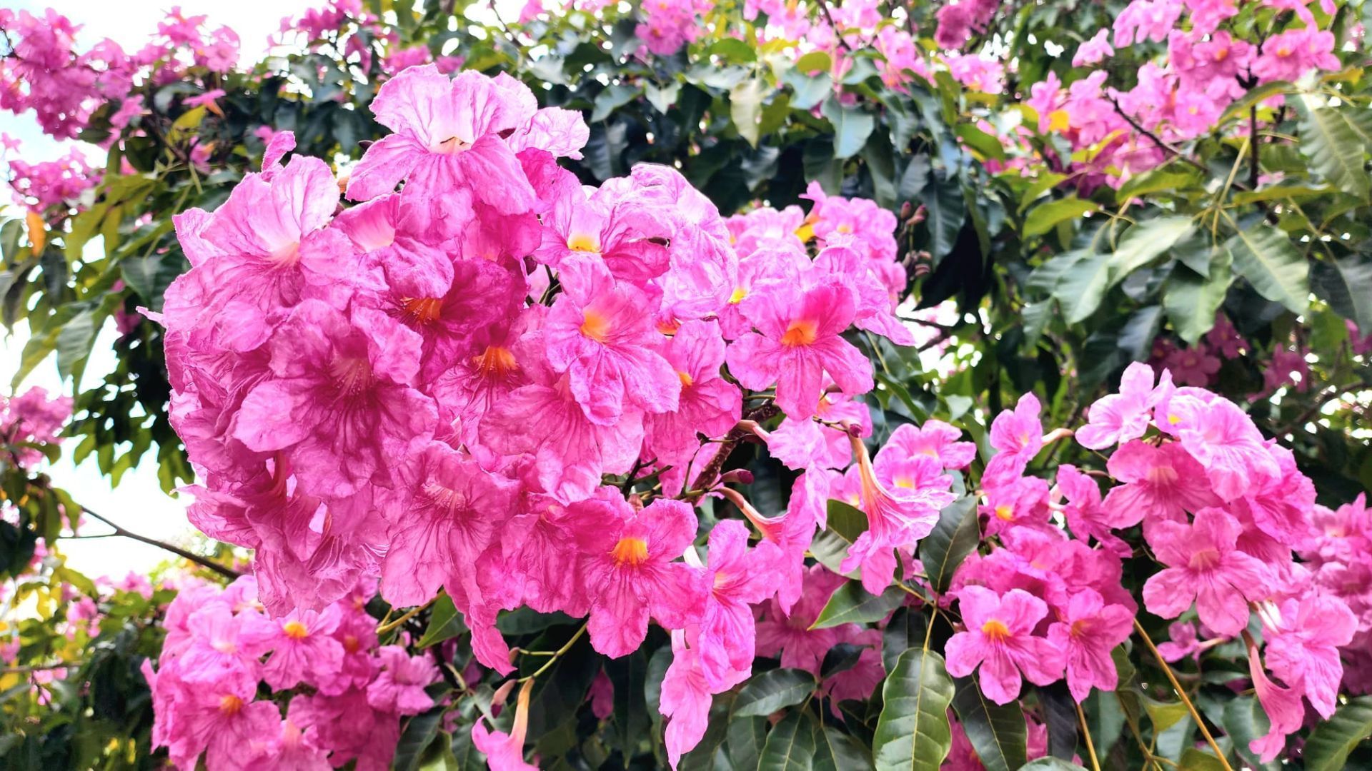 Trumpet Flowers Bloom In Singapore Announce "Cherry Blossom" Season