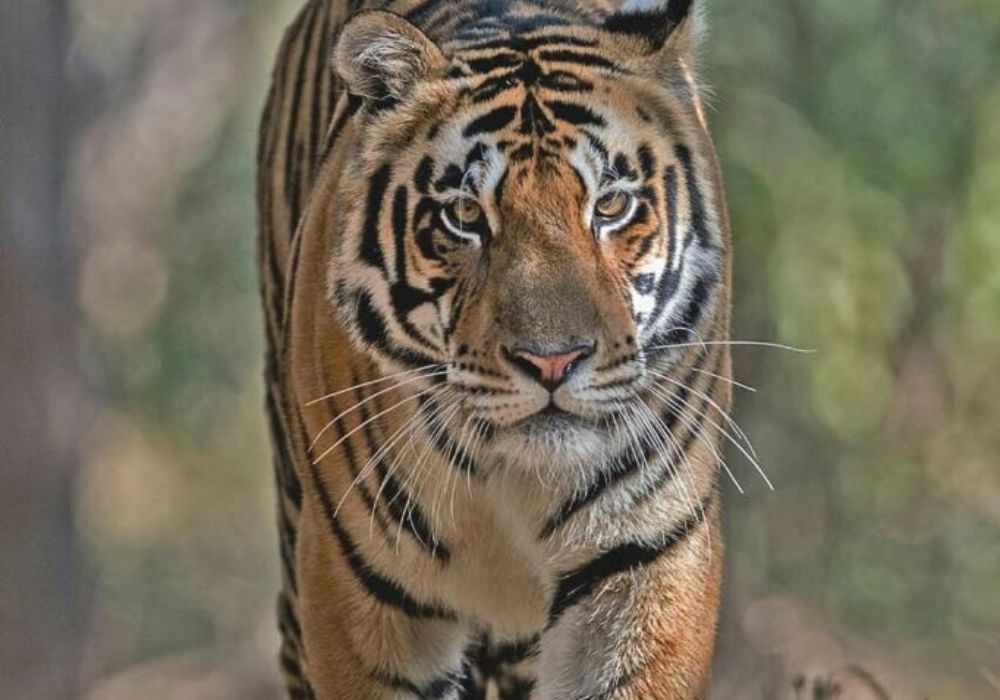 Tourist Places In Odisha: Places To Visit From Iconic Temples To Serene ...