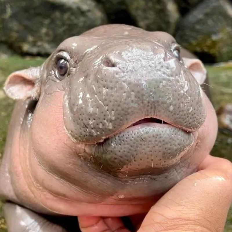 How To Visit Moo Deng: Location, Transportation, Fees, And Flights