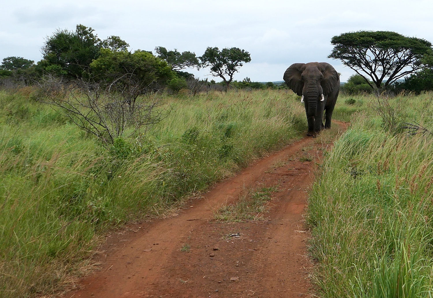 A Cheetah Safari in Phinda Delivers a Bucket List of Wildlife