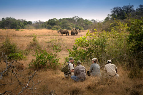 A Cheetah Safari in Phinda Delivers a Bucket List of Wildlife