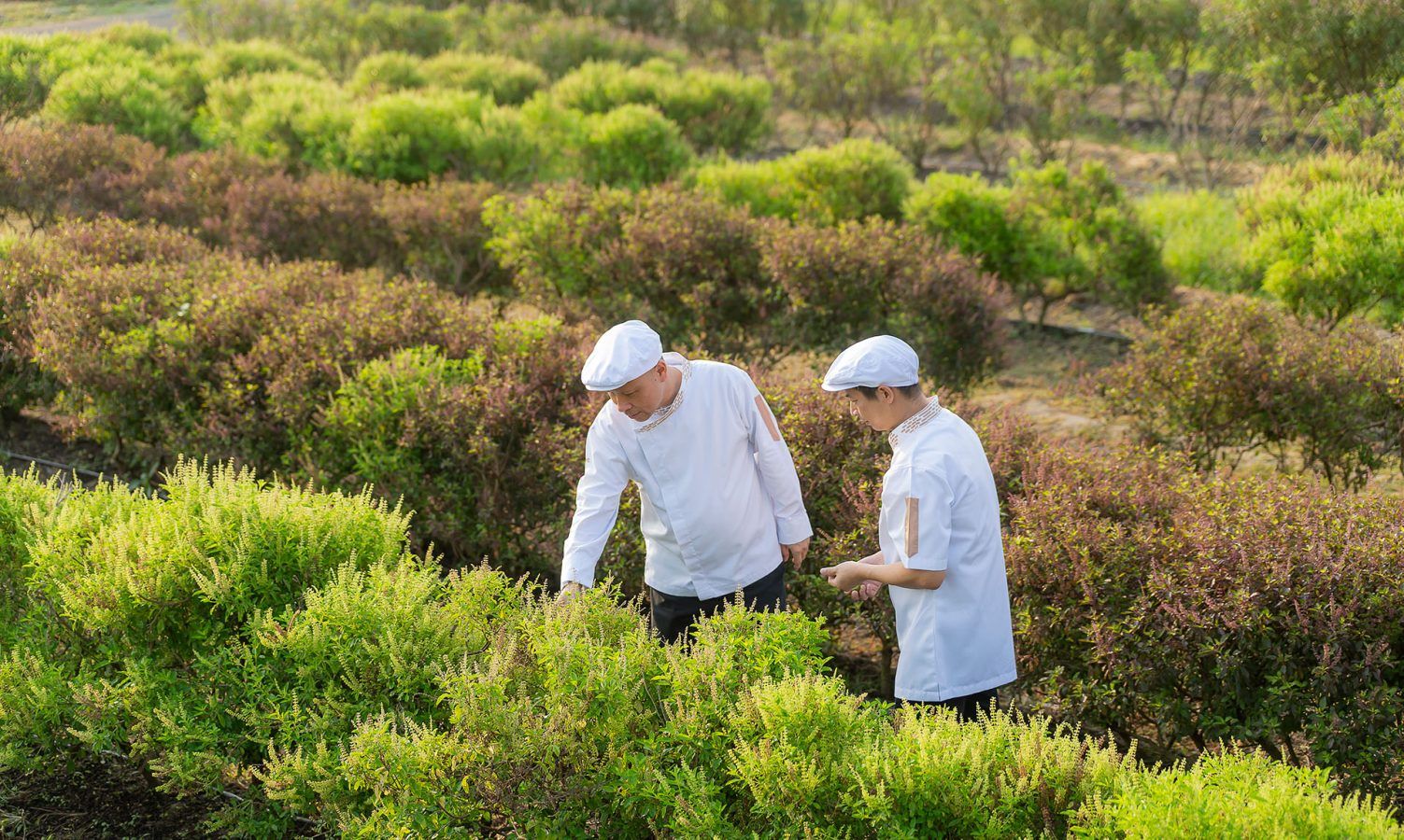 This Chiang Mai Hotel is a Champion of Elevated Green Cuisine