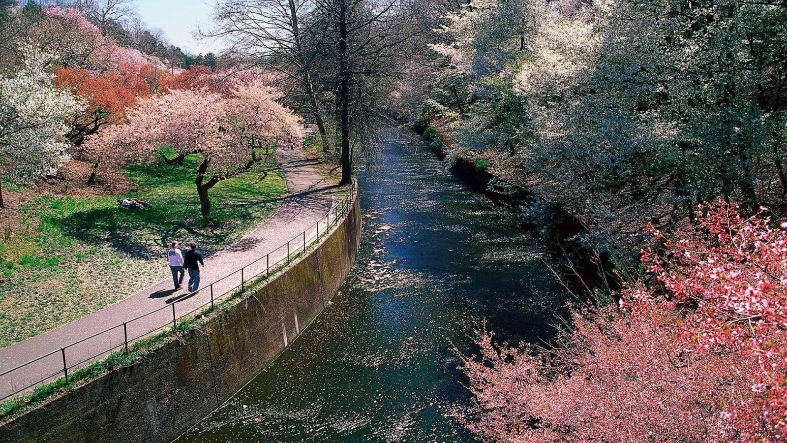 Branch Brook Park Has The Best Cherry Blossom In The US
