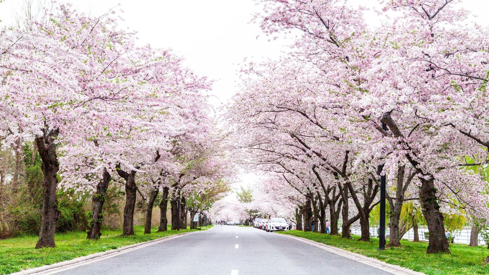 This Walking Route Is A Great Way To Witness Japan's Cherry Blossoms