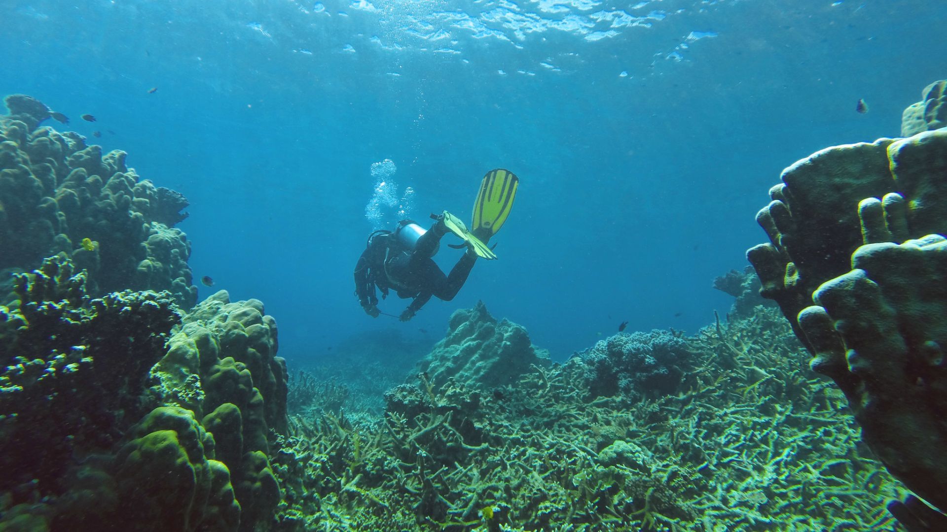 Scuba Diving In Malaysia: Top Spots For A Thrilling Underwater Adventure