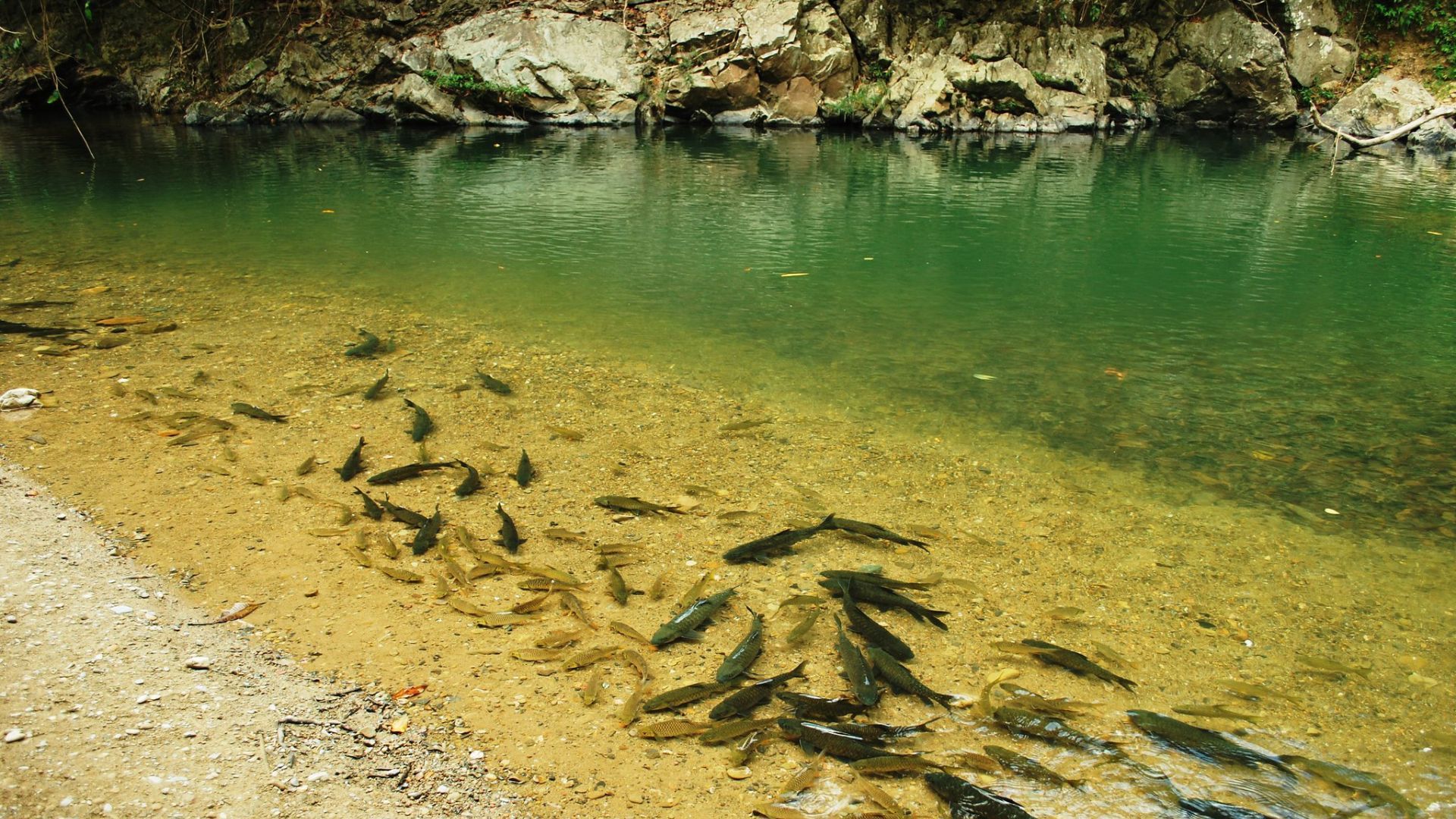 Taman Negara National Park: Explore One Of Earth’s Oldest Rainforests