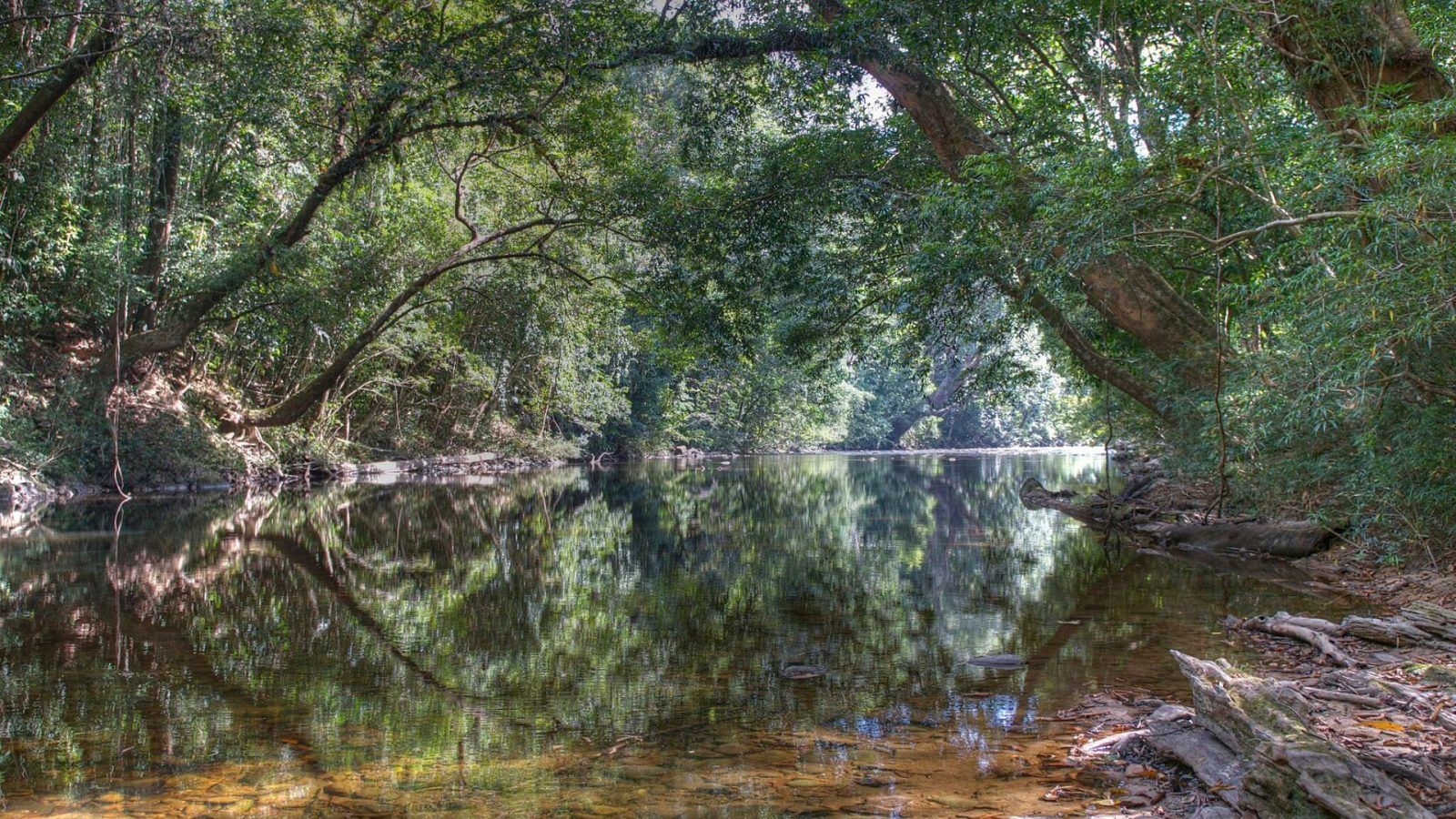 Taman Negara National Park: Explore One Of Earth’s Oldest Rainforests