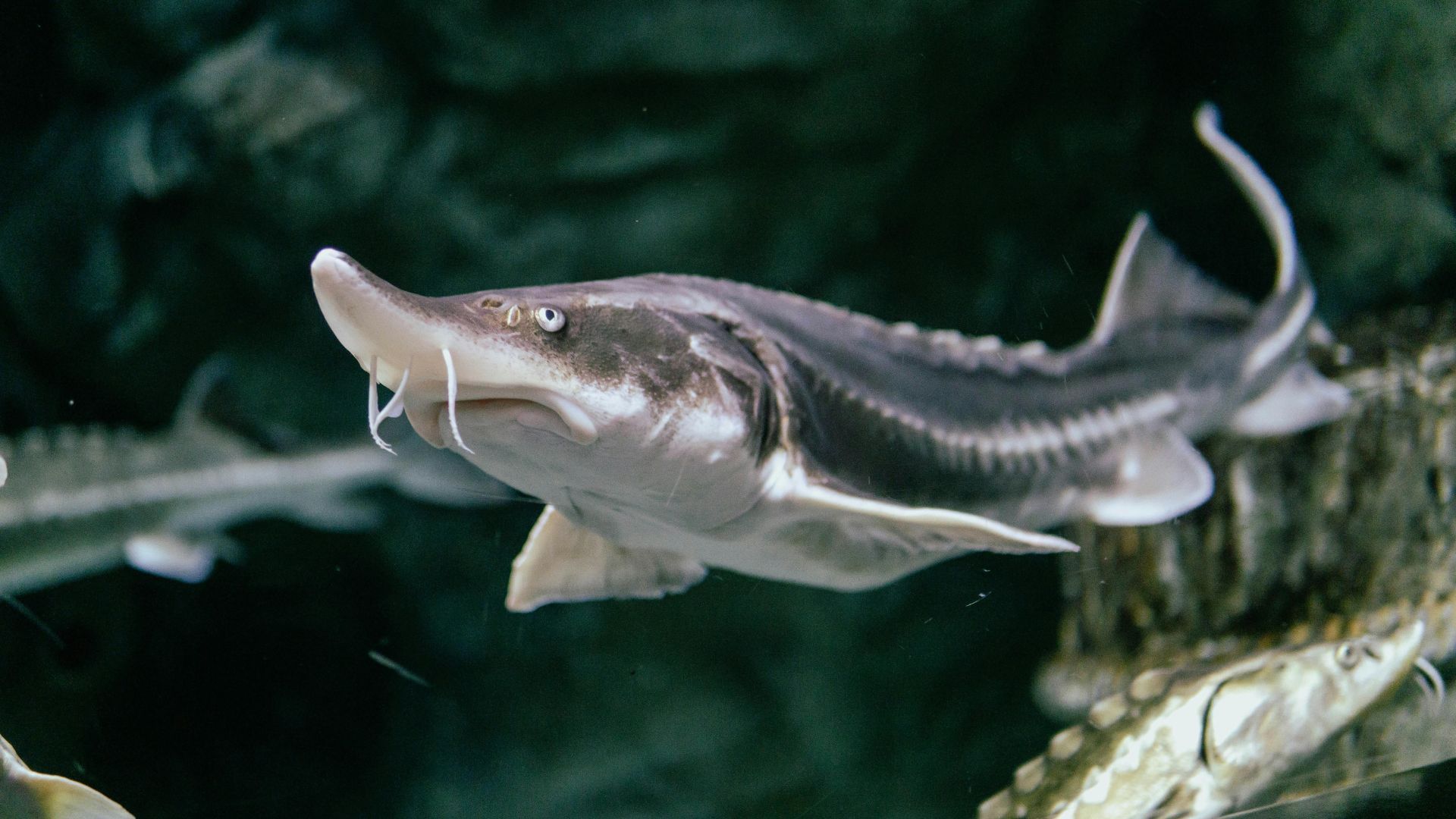 The Top Caviar Producing Places Every Connoisseur Should Visit