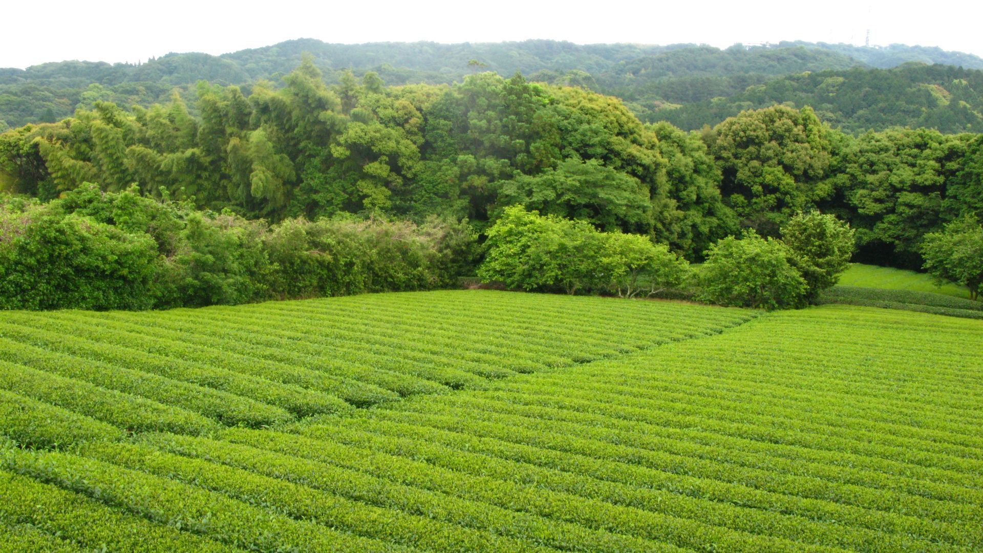Japanese Matcha: How To Choose, Brew, And Enjoy The Best Green Tea